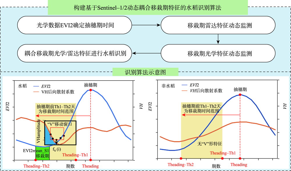 Mapping Paddy Rice Planting Patterns based on Sentinel-1/2